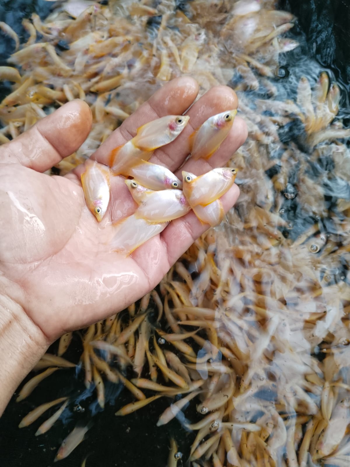 Benih Ikan Mas | Budi Fish