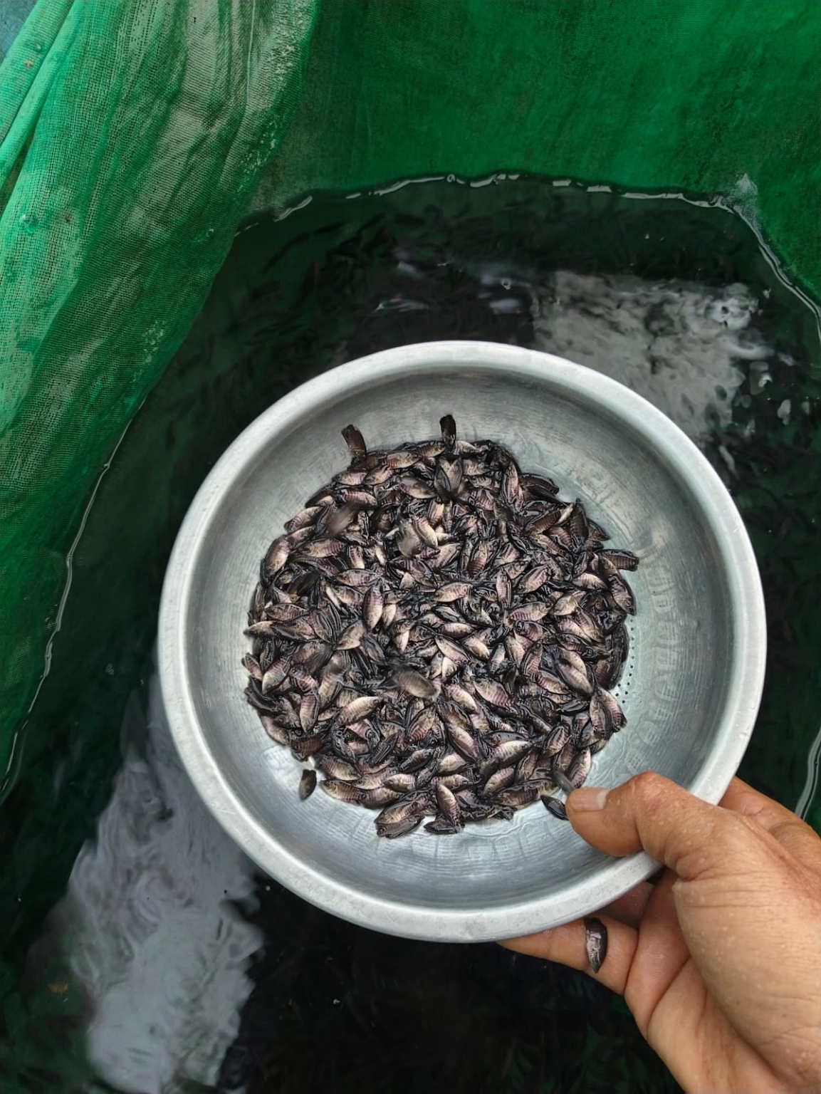 Benih Ikan Nila | Budi Fish